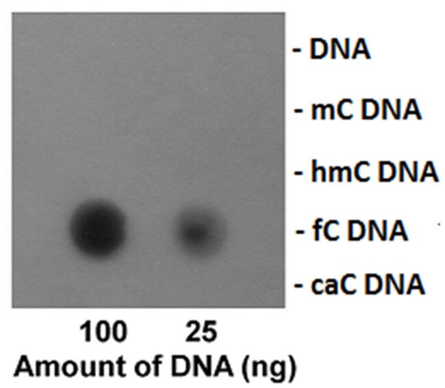 MilliporeSigma 5-Formylcytosine (5fC), Mouse, Unlabeled, Clone: EDL FC-5, | Fisher Scientific